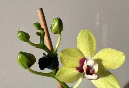 Орхидея Аллура