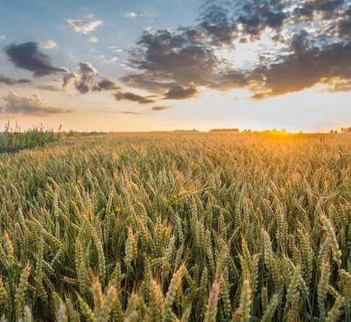 Семена озимой пшеницы урожай 2022 и 2023 года
