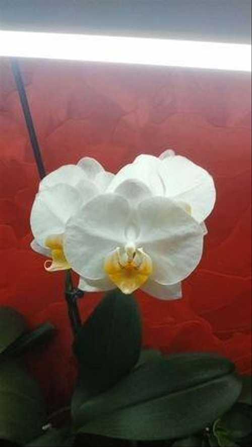 Орхидея фаленопсис Дарвин