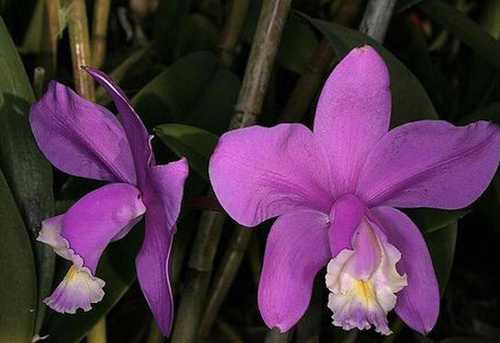 Орхидея. Каттлея. Cattleya harrisoniana