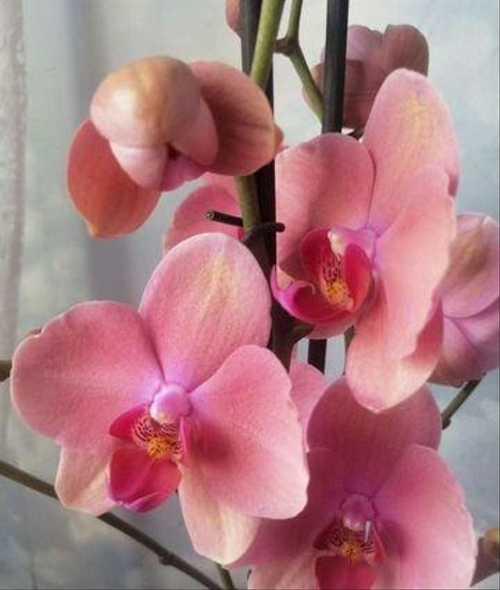 Орхидея розово-коралловая сахарная. Цветет сейчас