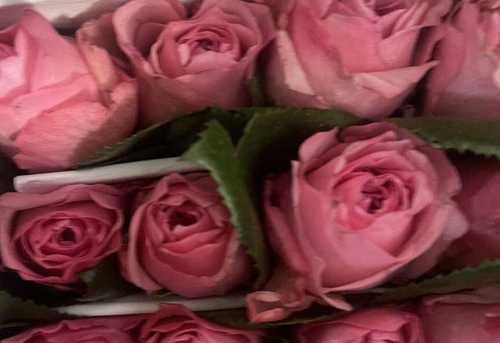 Большой ассортимент роз. Эквадор