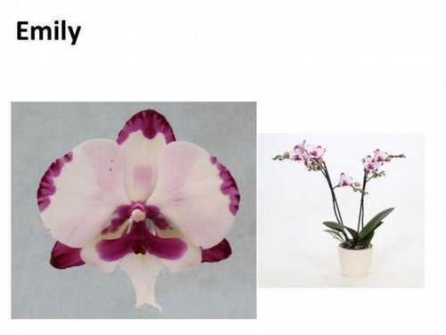 Подростки орхидей