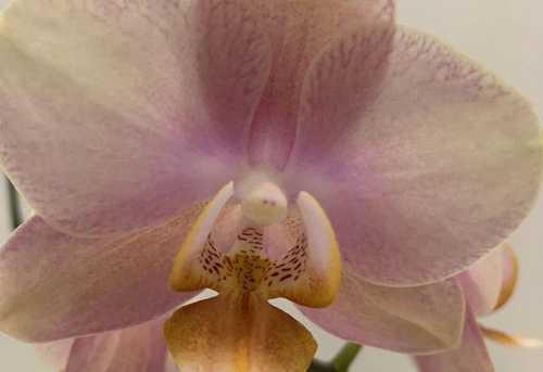 Орхидея фаленопсис Пичес