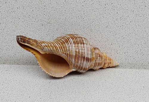 Плеуроплока Феламентоза 10,5 морская ракушка