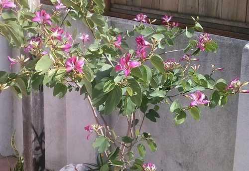 Баухиния дерево с нереально красивыми цветками орх