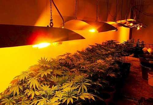 Днат - лучший светильник для растений