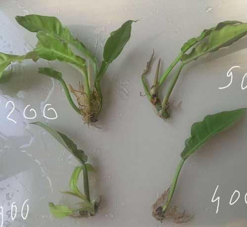 Филодендроны голден крокодил ринг оф фаер