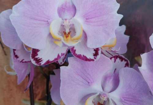 Орхидея фаленопсис арт нуво бабочка