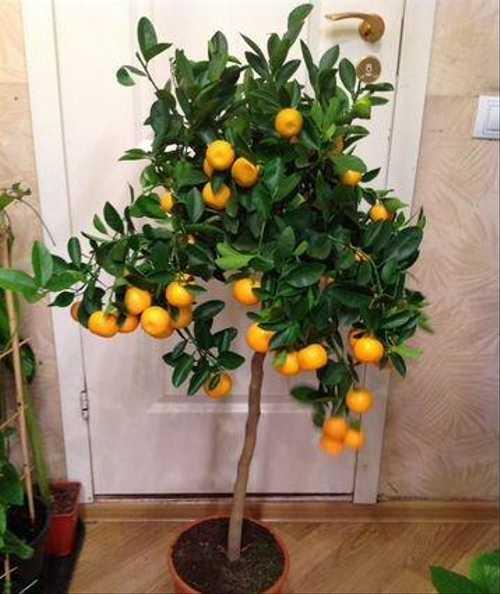 Мандарин крупномер 120 см весь в оранжевых плодах
