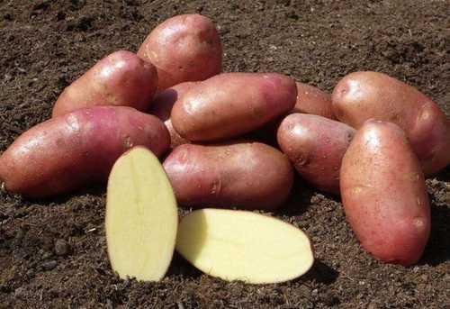 Картофель красно-фиолетовый