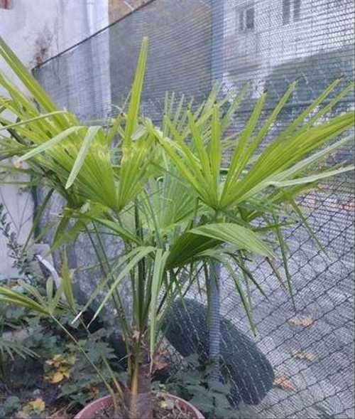 Пальма веерная трахикарпус