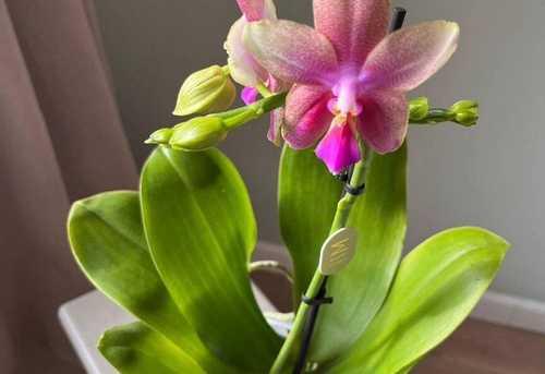Орхидея ароматная, подарок, редкая, в наличии