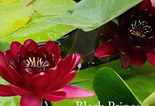 Нимфеи сорт Black Princess, водяные лилии