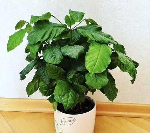 Кофе арабика растение