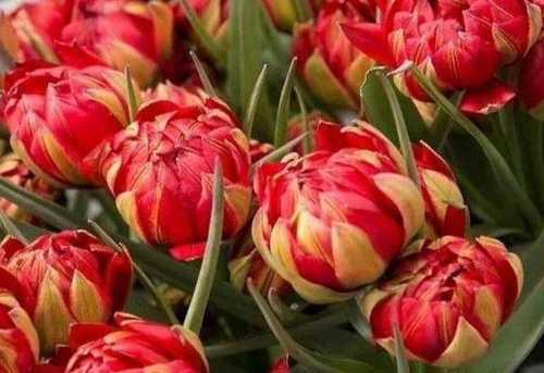 Тюльпаны свежме к 8 марта