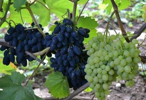 Виноградные саженцы в Чистополе