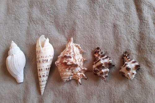 Раковины морских моллюсков (ракушки)
