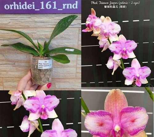 Орхидея Тайсуко Джаспер бабочка