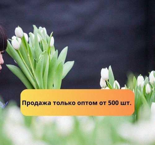 Тюльпаны оптом от производителя