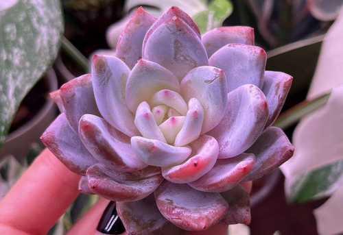Корейские суккуленты Echeveria Trumso