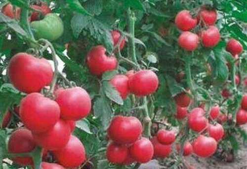 Семена ультроскороспелых томатов Элисf1