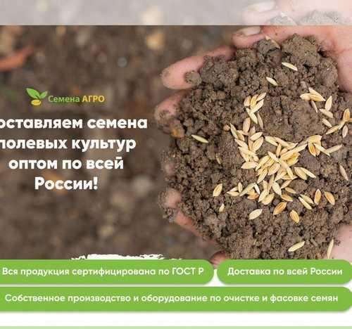 Семена Суданской Травы опт