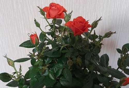 Роза горшечная к празднику