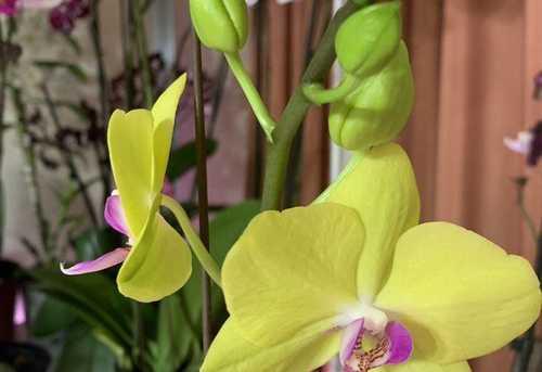 Цветущая Азиатская Орхидея