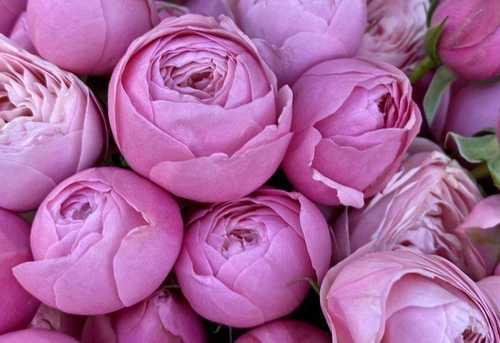 Кустовые пионовидные розы оптом