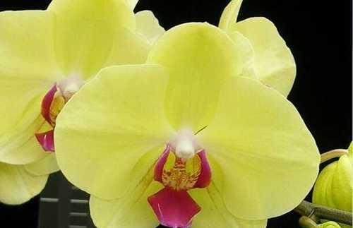 Орхидея фаленопсис YH0281 Golden