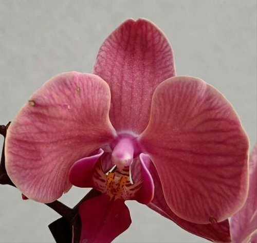Орхидея фаленопсис нарбона