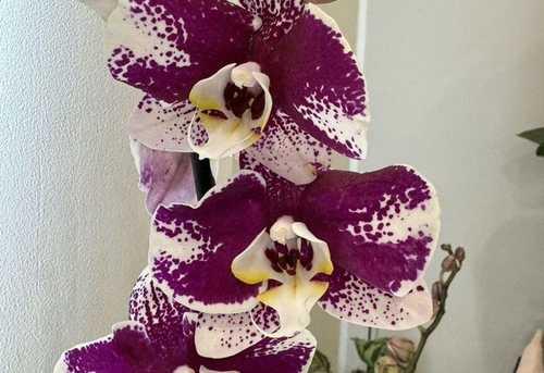 Орхидея фаленопсис барселона
