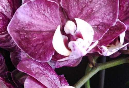 Орхидея Юкка(отцвел)
