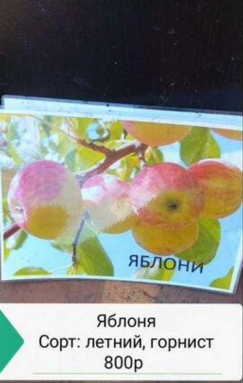 Плодово-ягодные саженцы яблоня, груша, слива