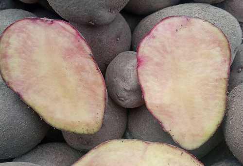 Семенной картофель(с розовой мякотью)