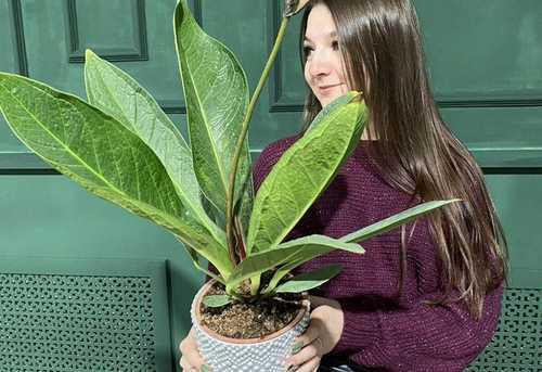 Антуриум Хукери, Anthurium hookeri