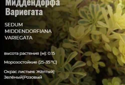 Очиток Миддендорфа variegata - зкс