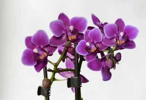 Мини орхидея фаленопсис фиолетовая