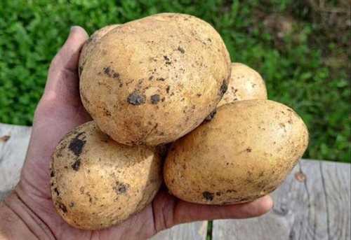 Редкие семена картофеля