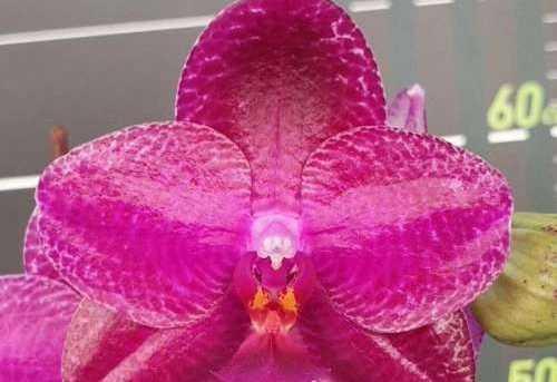 Орхидея фаленопсис Phal. Sentra x Black Eagle