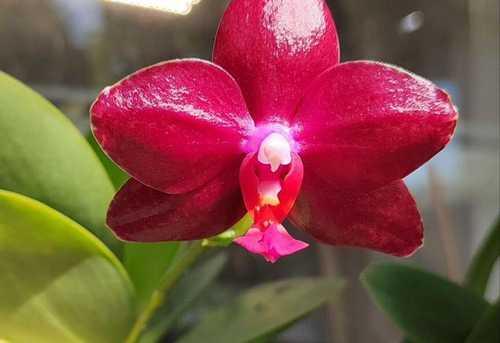 P.LD's Bear Queen X Mituo Sun орхидея