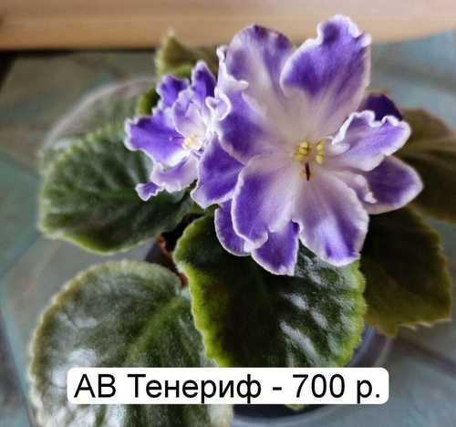 Сортовые фиалки (цветущие)