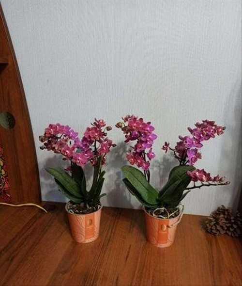 Орхидея мультифлора Diffusion Арома, 3 ствола
