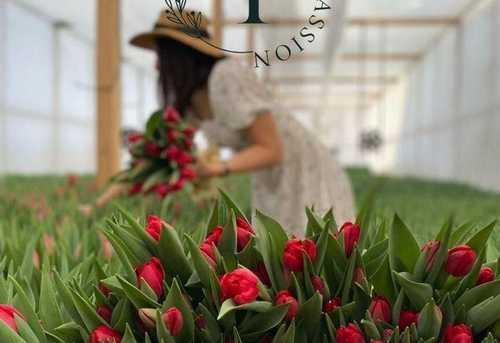 Сортовые тюльпаны к 14 февраля