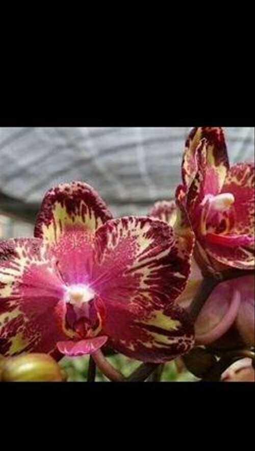 Орхидея фаленопсис I Hish Big Bang