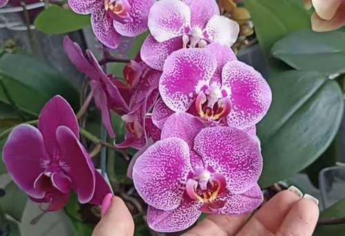 Орхидея фаленопсис розовая в крап. Горшок Арте 0,6