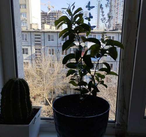 Китайский мандарин