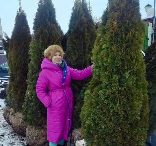 Павловск. Туи Смарагд на апрель. Высота 2.5 метра