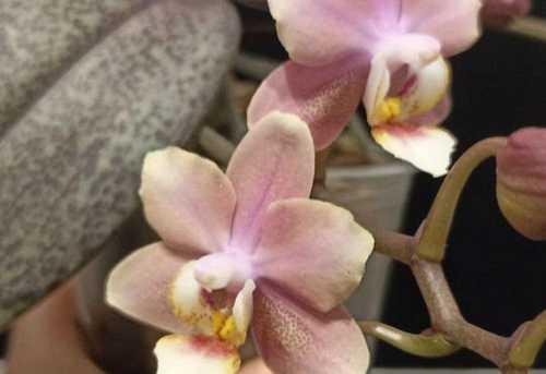 Орхидея фаленопсис парфюмерная фабрика Одорион